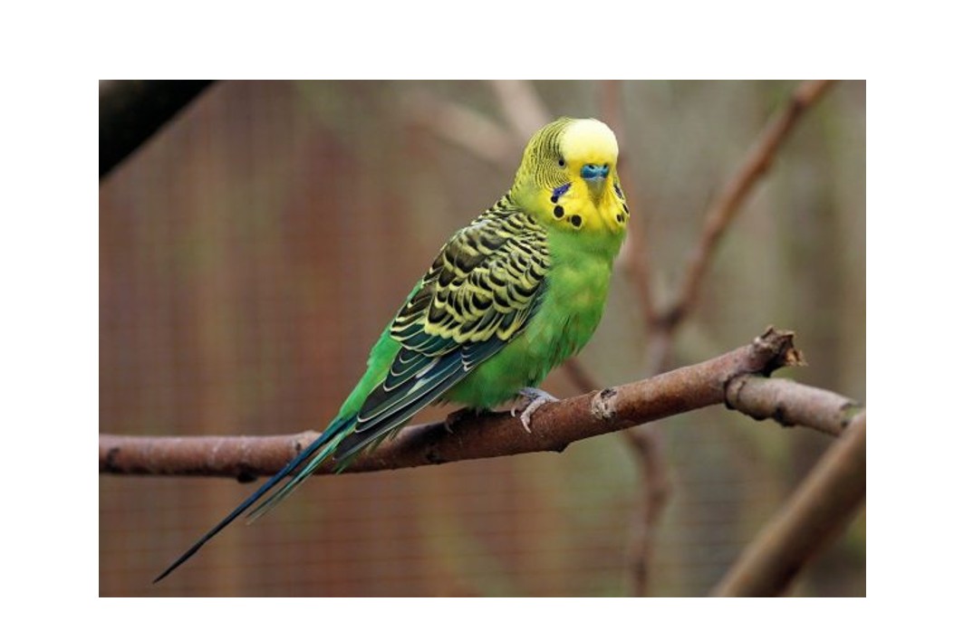 Tips Penting Merawat Burung Parkit – Forum Kreatif