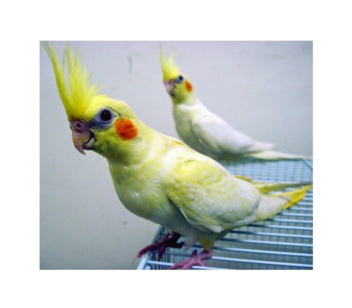 Kenali Burung Parkit Australia – Forum Kreatif