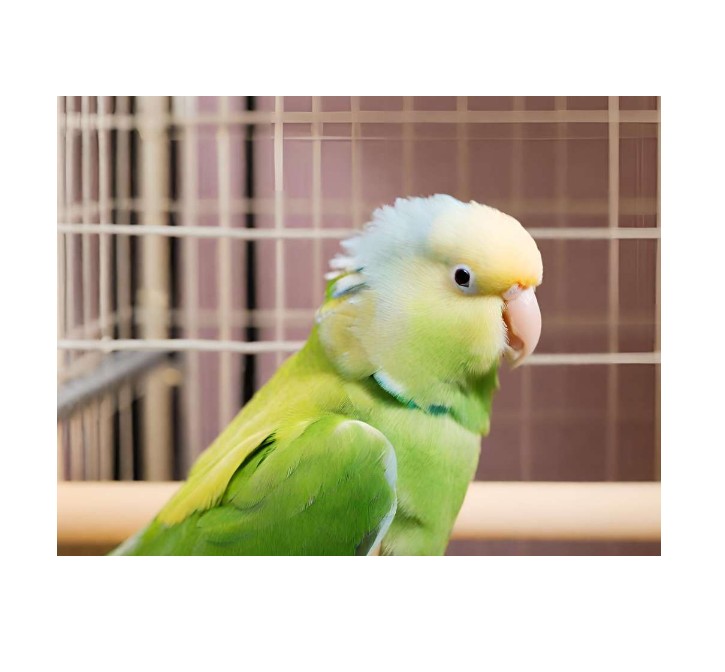 Yuk Mengenal Jenis Parkit Holland – Forum Kreatif